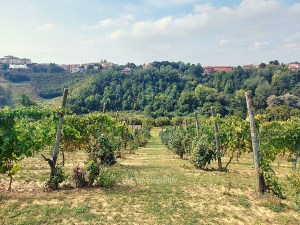 Agriturismo per famiglie in Piemonte: una giornata da Fratelli Durando ...